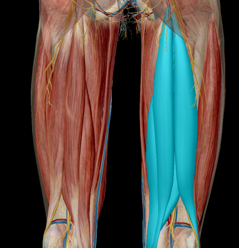 Hamstringklachten - Fysiotherapie Horst aan de Maas
